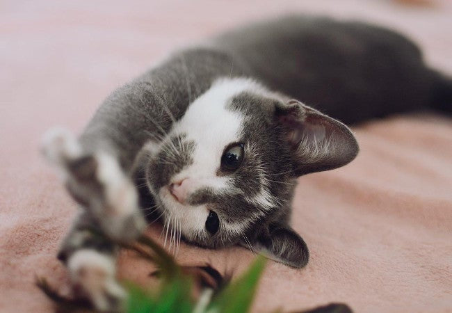 Allergies in Cats | Pawsome Couture®