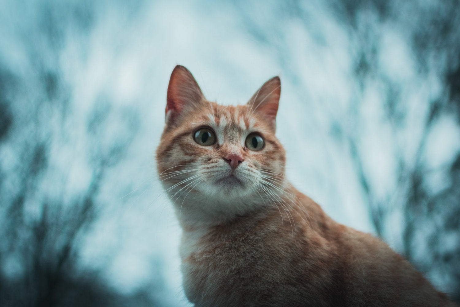 Cat Nutrition | Pawsome Couture®