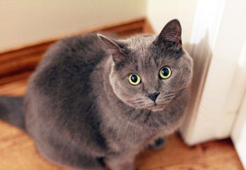 How to Keep The Litter Box Clean | Pawsome Couture®