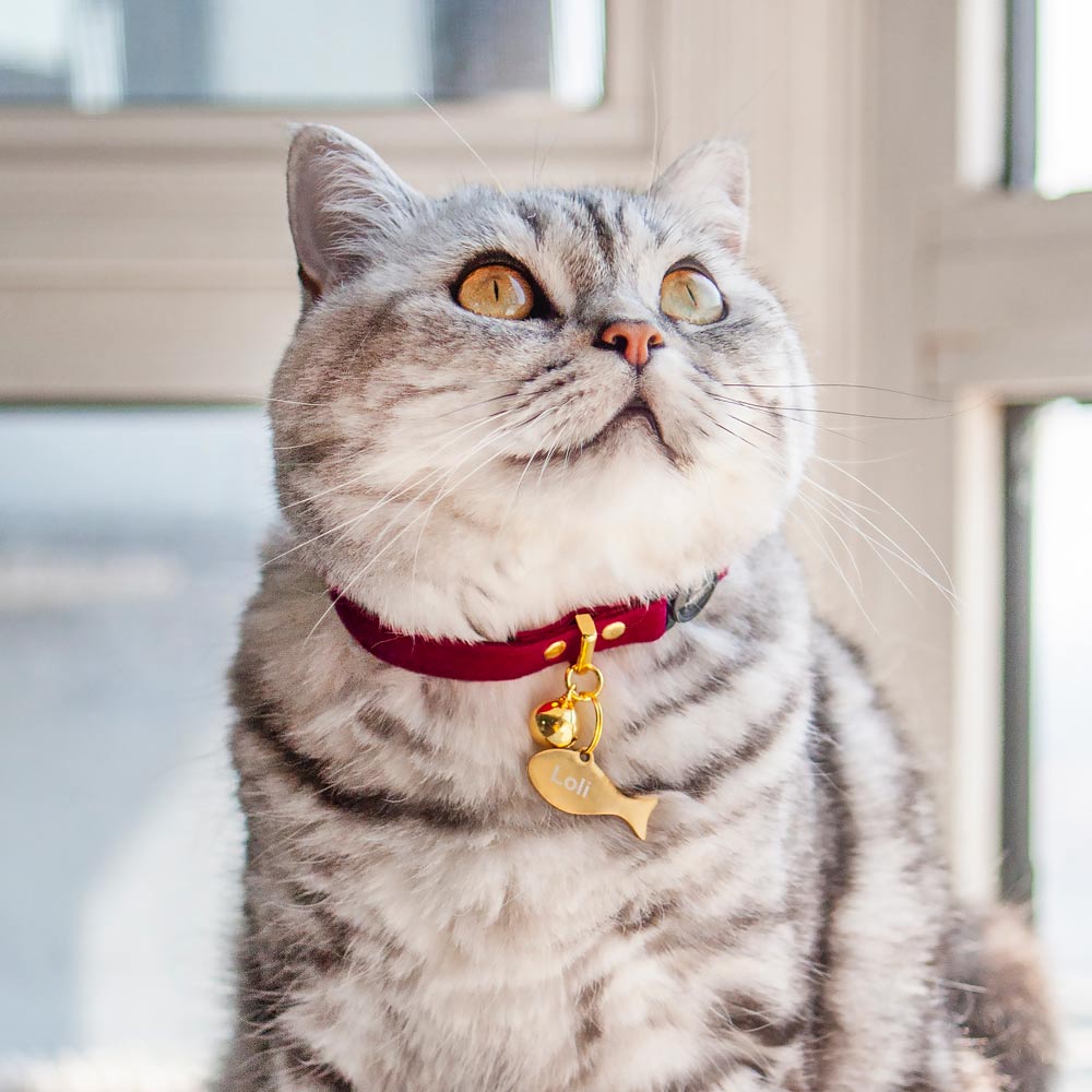 Pet ID Tags – Personalized & Engraved Dog & Cat Tags | Pawsome Couture ...
